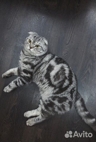 Вязка. Ищем невесту