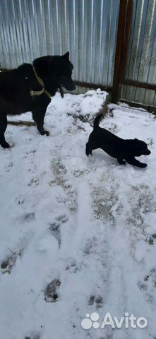 Щенок лайка