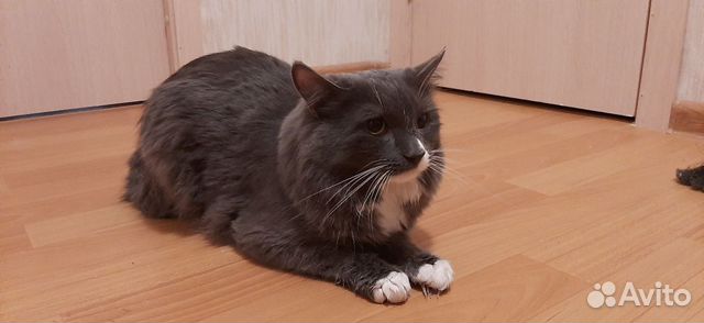 Кот