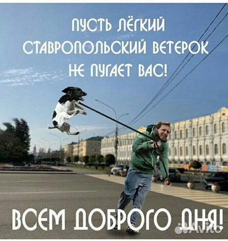 Пчелосемьи