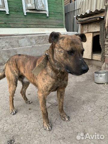 Преданный пёс Султан ищет дом