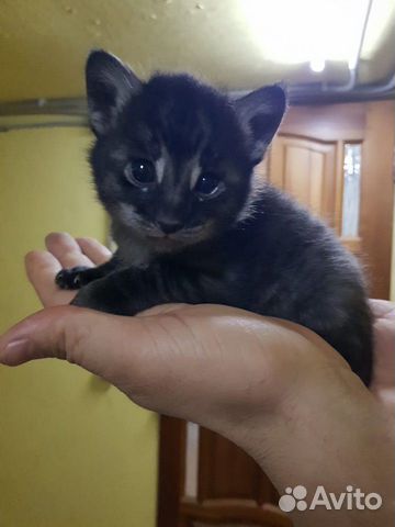 Кошка Чаузи 75