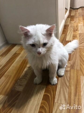 Отдам молодого котика