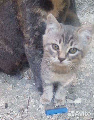 Котенок (Мальчик) 2 месяца