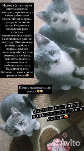 Котята породистые бесплатно