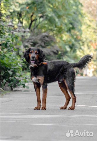 Метис сеттера ищет дом