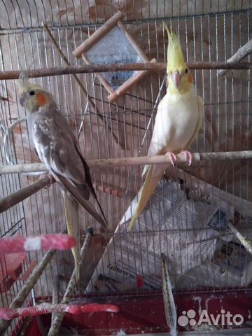 Попугай 2 шт