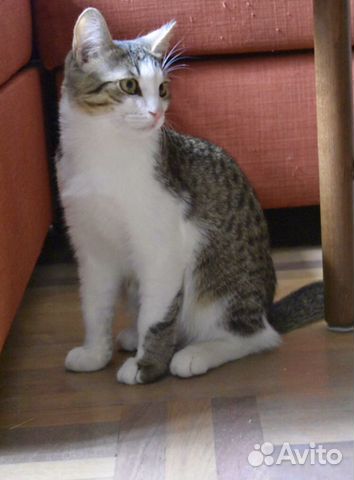 Котёнок-подросток Мурзик