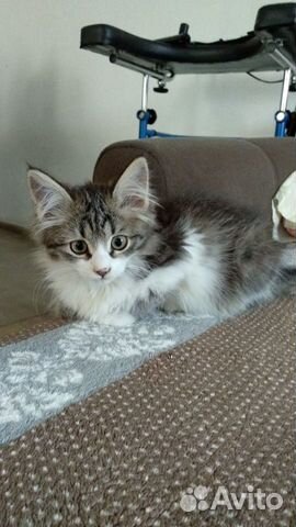 Пушистые колобочки