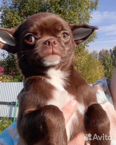 Подрощенная красотка Ириска