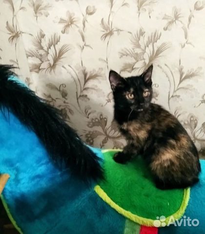 Котенка черепаховой окраски