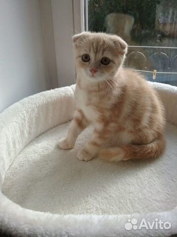 Мраморный вислоухий котёнок