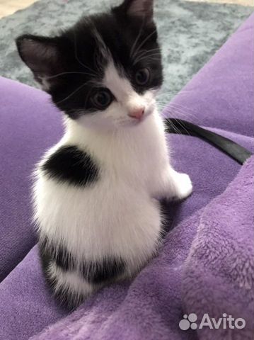 Котёнок