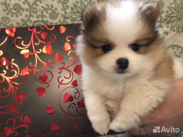 Шпиц померанский