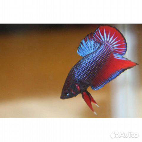 Самки Петушков