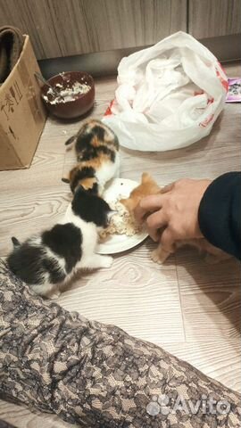 Котшечка в добрые руки