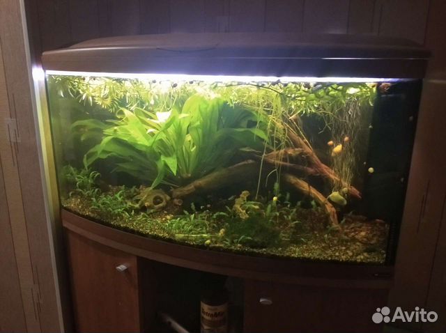Аквариум 300 литров cayman 110 scenic