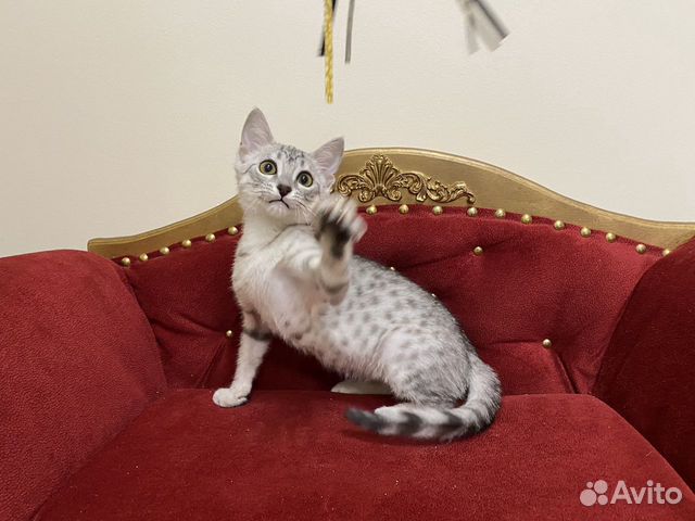 Египетская Мау кошечка Хатуна