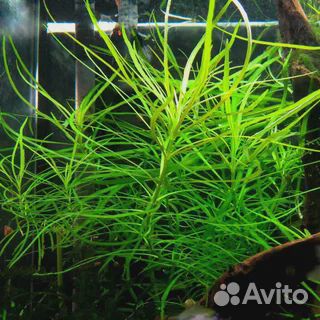 Погостемон октопус (Pogostemon octopus)