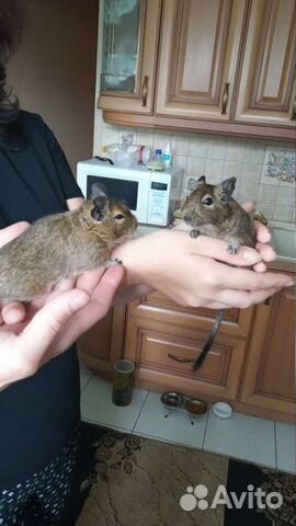 Дегу