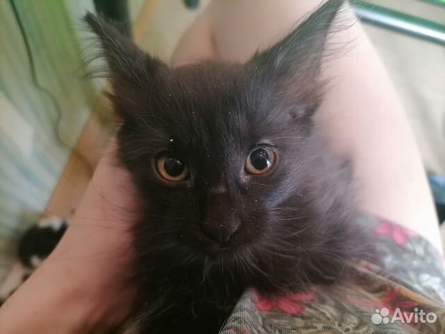 Котенок Лина, 2 месяца, девочка