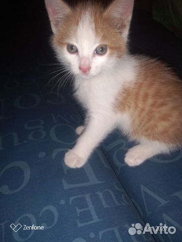 Котик в добрые хорошие руки