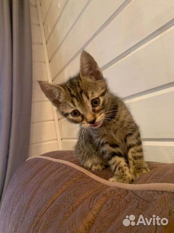 Котик Гуччи примерно 1,5 мес ищет заботливых хозяе