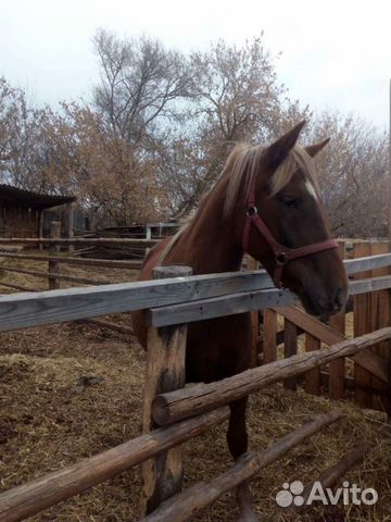 Лошадь, кобыла