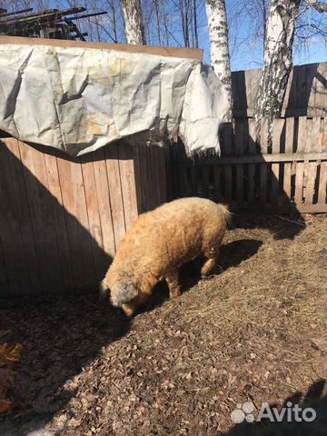 Венгерская мангалица кабан и матка