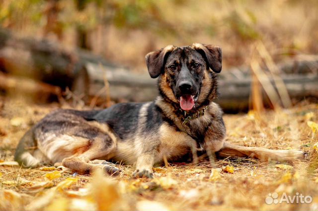 Классный и воспитанный пёс в поисках дома