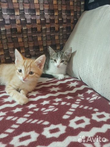 В добрые руки