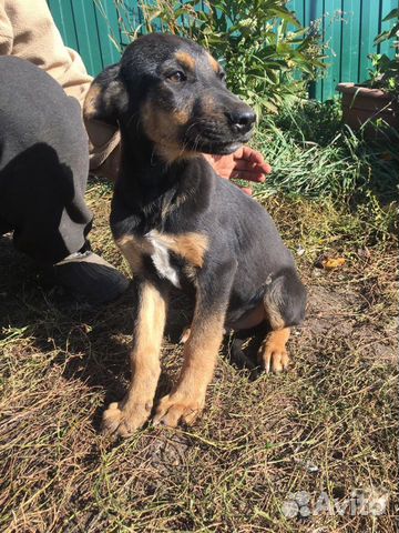 Черныш, 3 мес. В дом или в квартиру