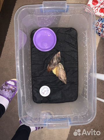 Улитки Ахатины Ретикулята и Имакулята