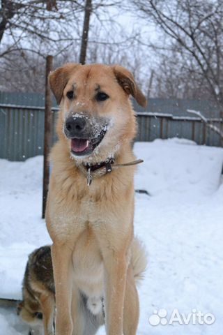 Крупный Кобель