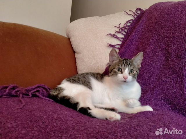 Котенок мальчик Борик 4,5 мес