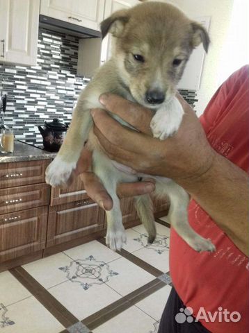 Шенята, породы лайка, больше месяца, отдам в добры