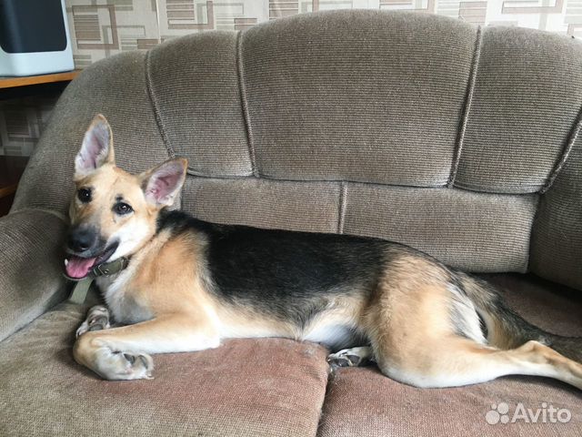 Нереально красивая собака Фиона ищет дом