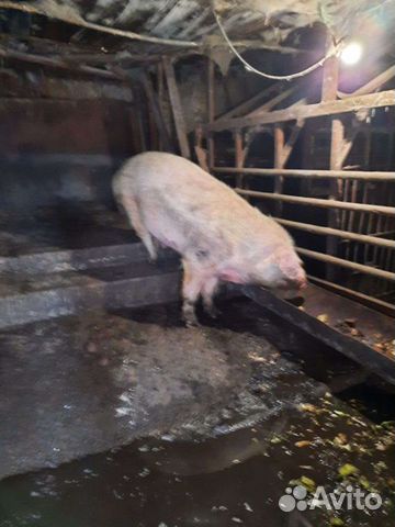 Хряк ландрас на племя