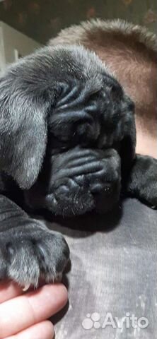 Мастифчик неаполитанчик