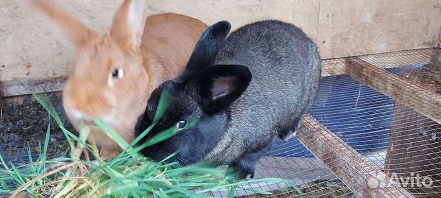 Принимаю бронь на кроликов