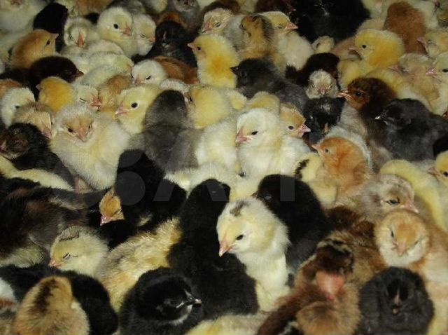 Цыплята бройлеры кобб 500 росс 308