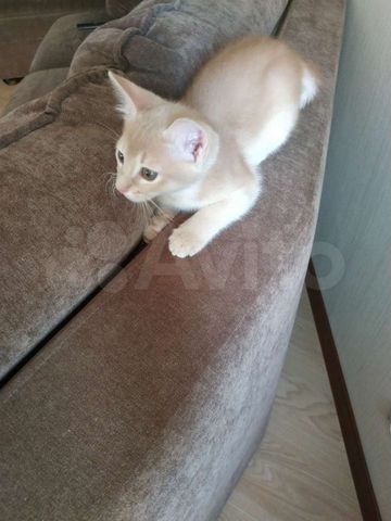 Абиссинский котенок мальчик