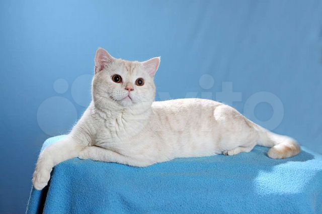 Котик британский 11 мес