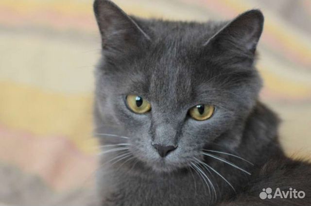 Отдам кошку породы нибелунг