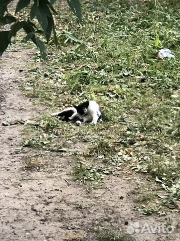 Бездомный котёнок