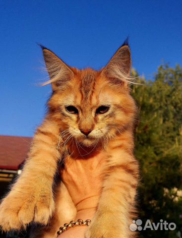 Пиксибоб котик с поли-лапами