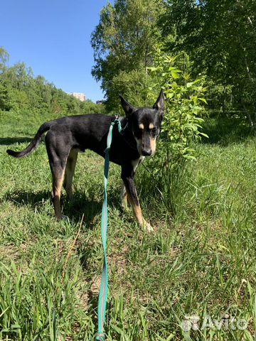 Пес знает, что такое жить дома