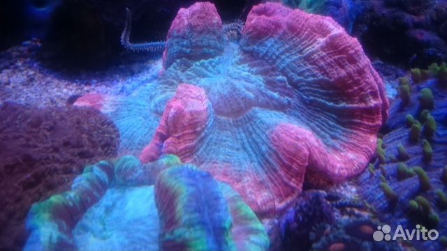 Кораллы для морского аквариума