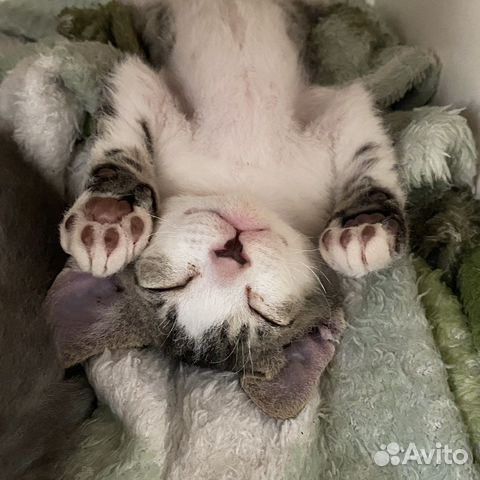 Котята сфинкс браш мальчик