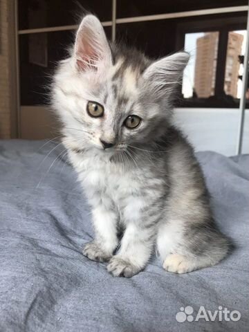 Очень красивые котята курильский бобтейл